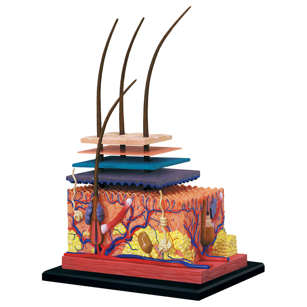 Order Chap Mei - 4D Human Anatomy Skin Section Now! | Jomla.ae