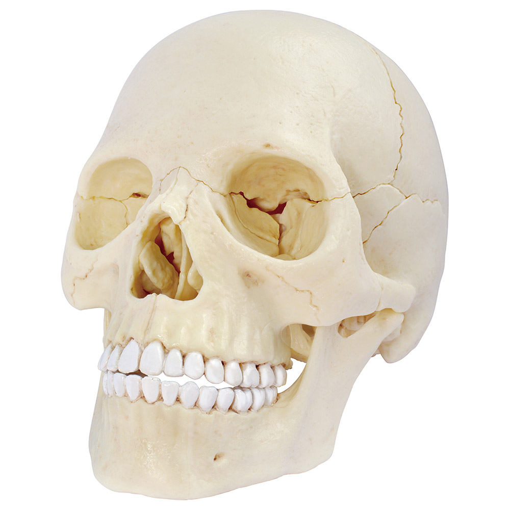 Order Chap Mei - Human Anatomy Skull Model - Ivory Now! | Jomla.ae
